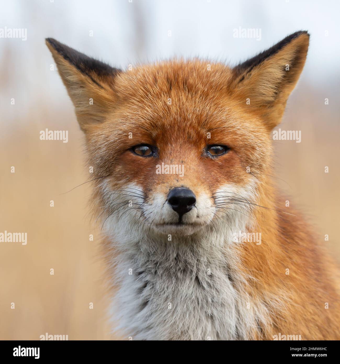 Red fox in nature in the Dutch dunes Stock Photo - Alamy