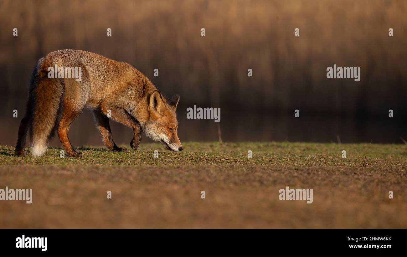 Red fox in nature in the Dutch dunes Stock Photo - Alamy