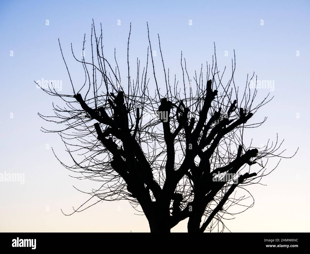 A pollarded tree in Beadnell, Northumberland, UK Stock Photo - Alamy