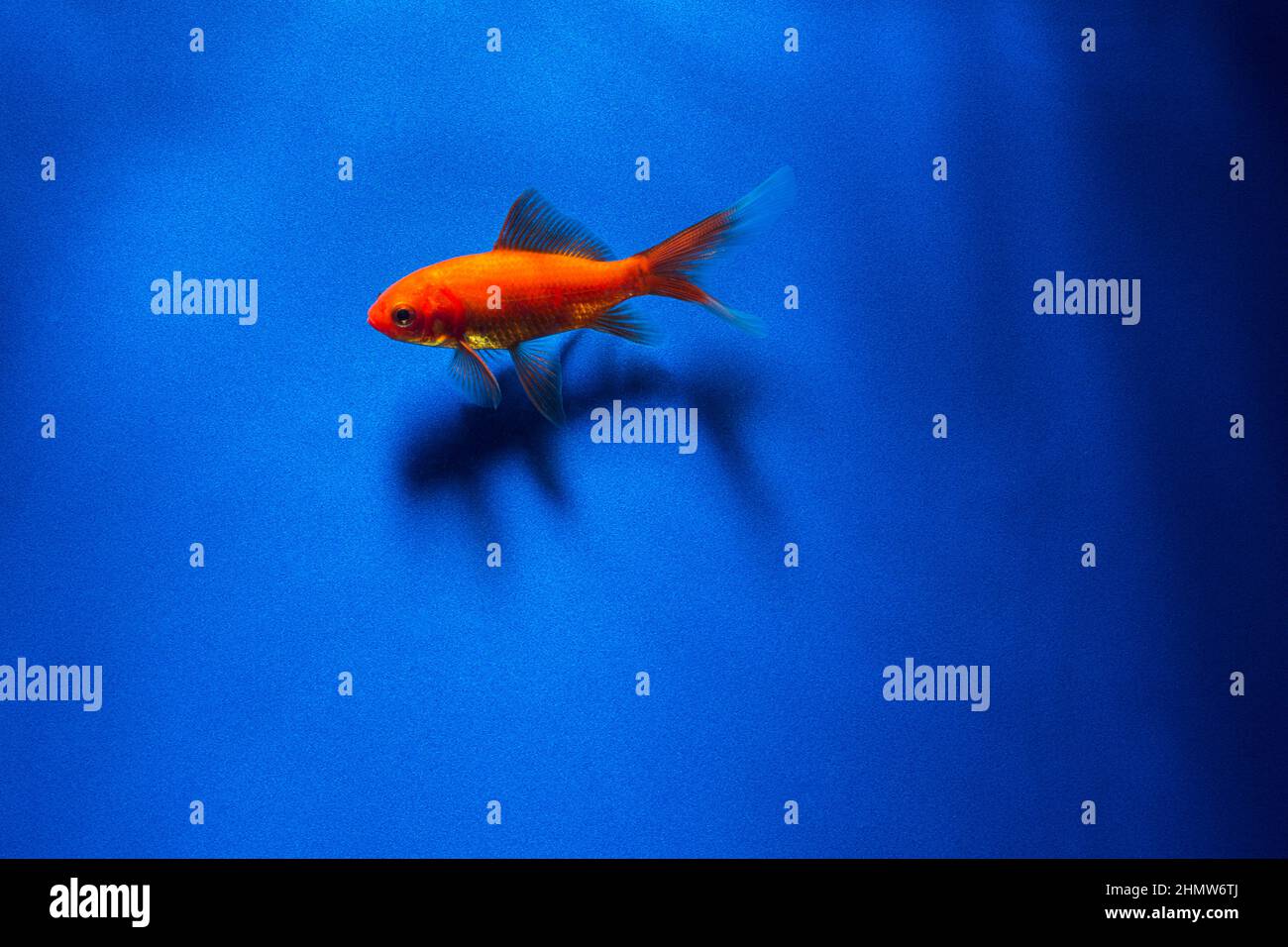 Goldfish with shadow underwater Stock Photo - Alamy