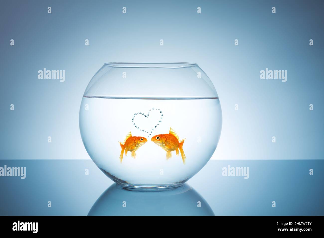 Goldfish in love Stock Photo - Alamy