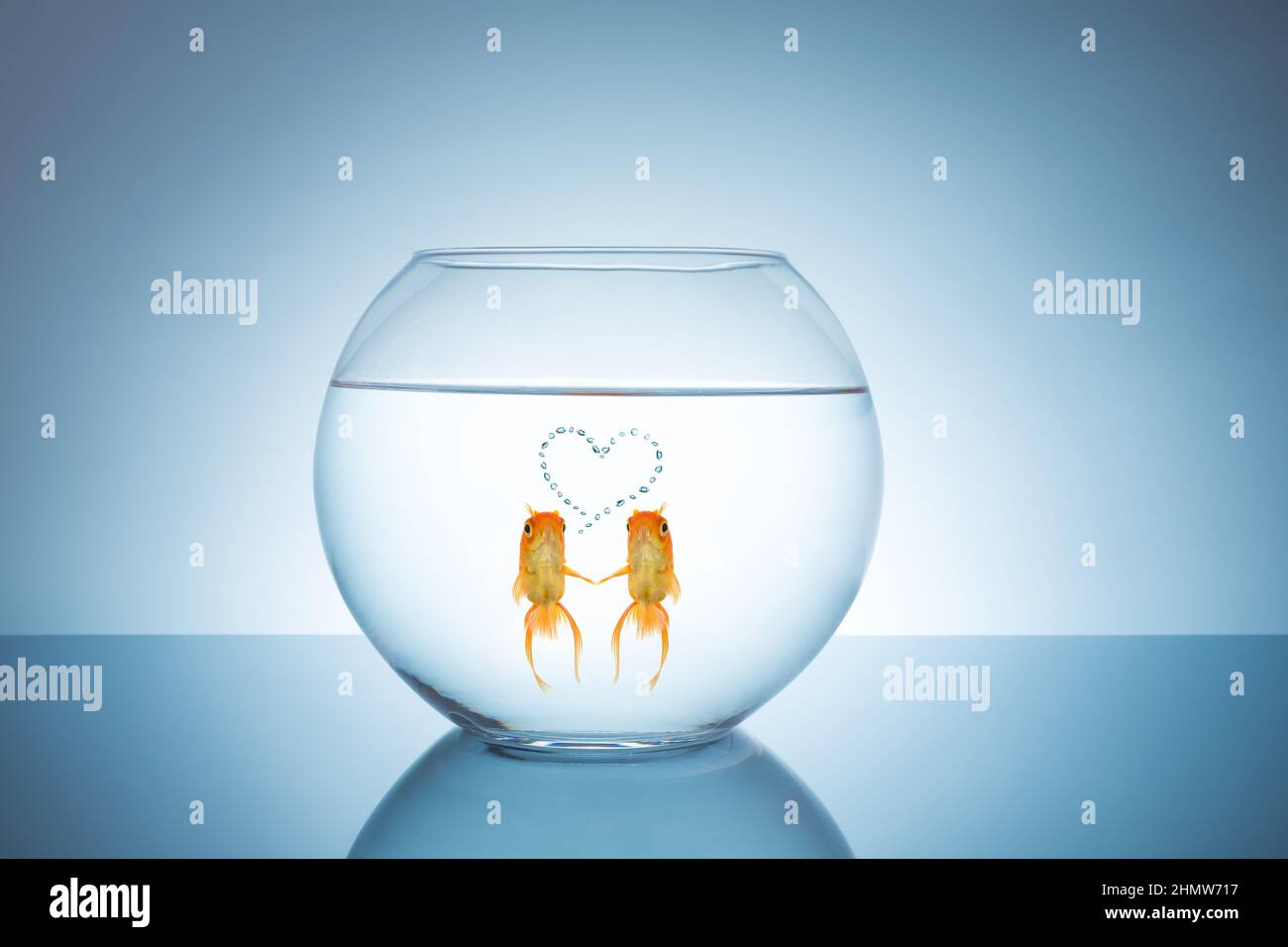 goldfish couple in love Stock Photo - Alamy