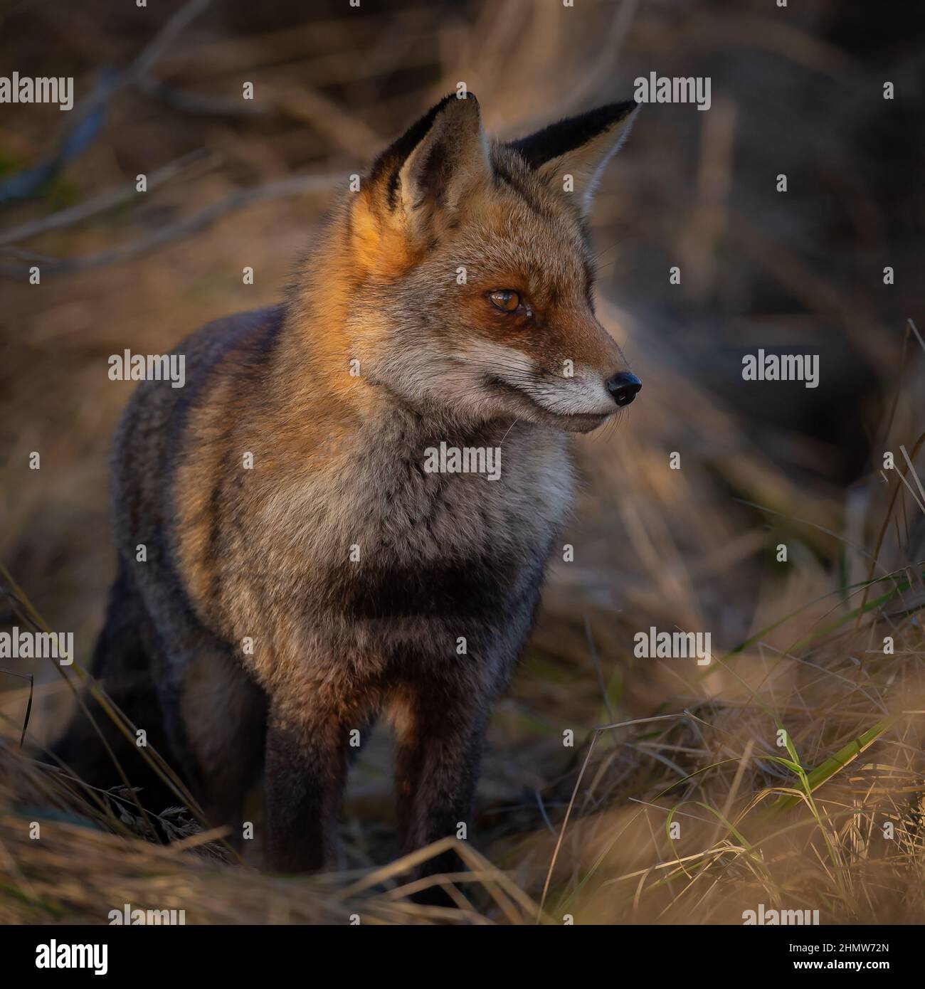Red fox in nature in the Dutch dunes Stock Photo - Alamy