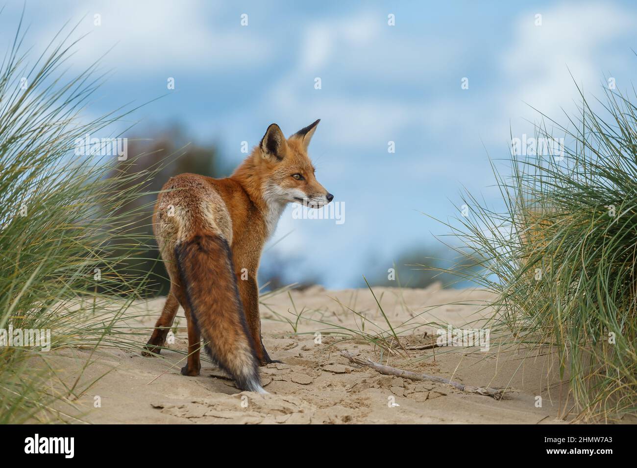 Red fox in nature in the Dutch dunes Stock Photo - Alamy