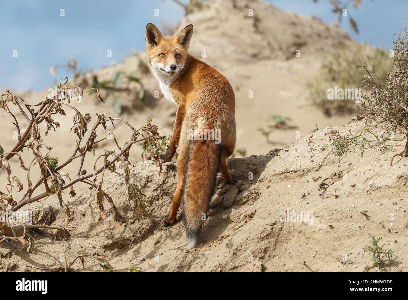 Red fox in nature in the Dutch dunes Stock Photo - Alamy