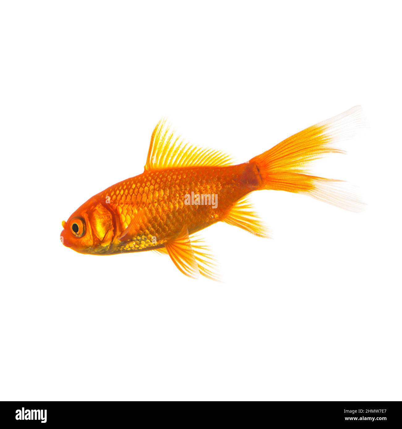 Goldfish on white background Stock Photo - Alamy