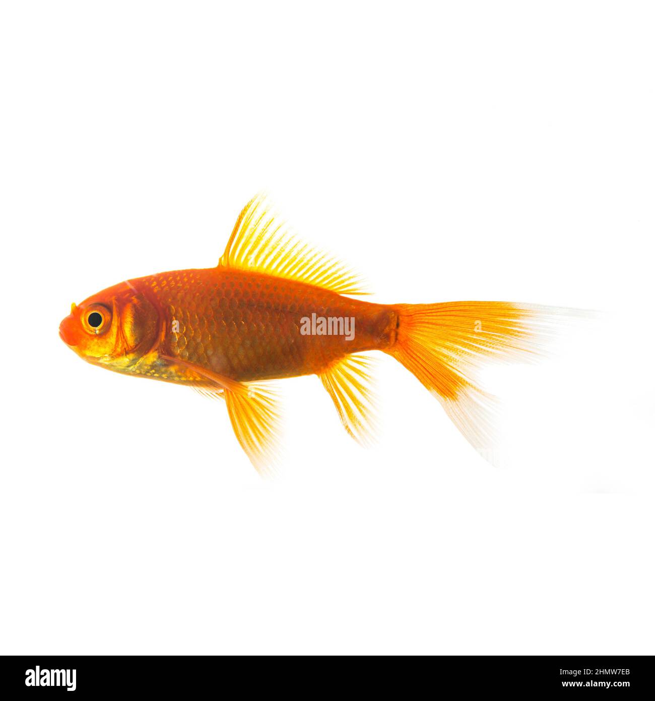 Gold fish carassius auratus auratus Cut Out Stock Images & Pictures - Alamy