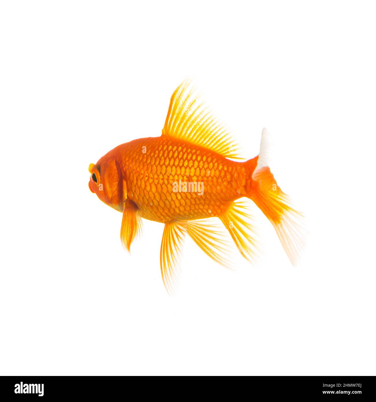 Goldfisch carassius auratus hi-res stock photography and images - Alamy