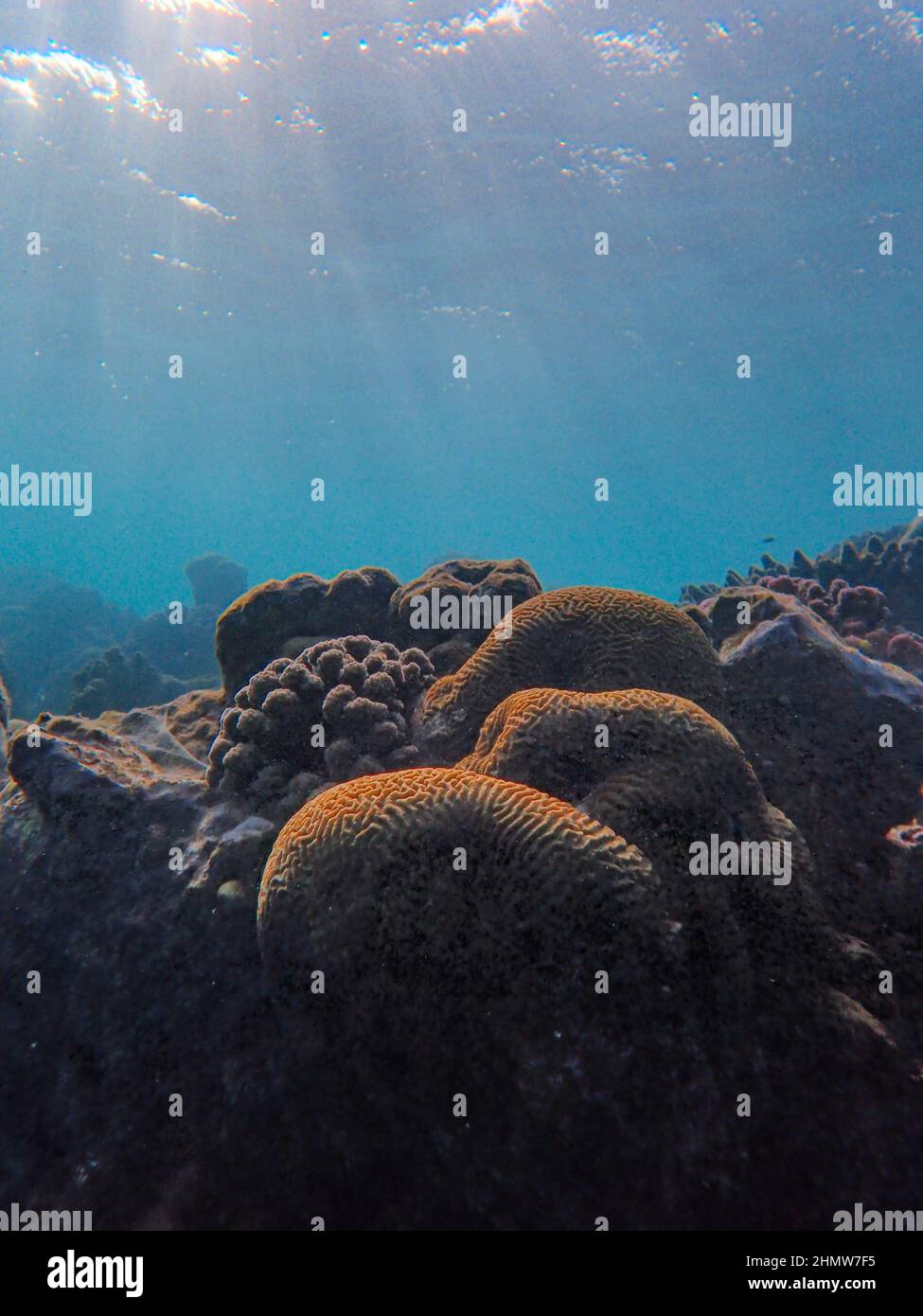 Beautiful view of the underworld of the ocean Stock Photo - Alamy