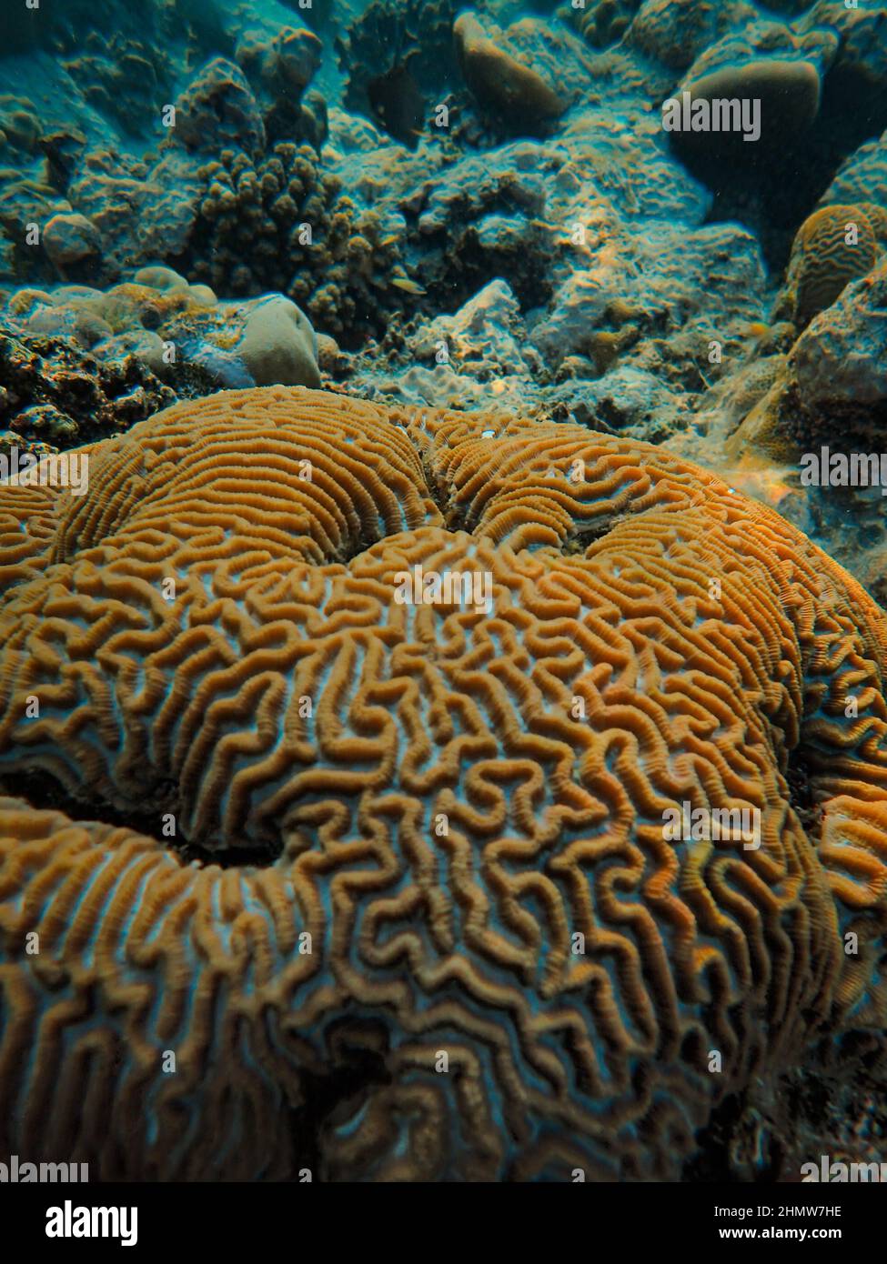 Beautiful view of the underworld of the ocean Stock Photo - Alamy