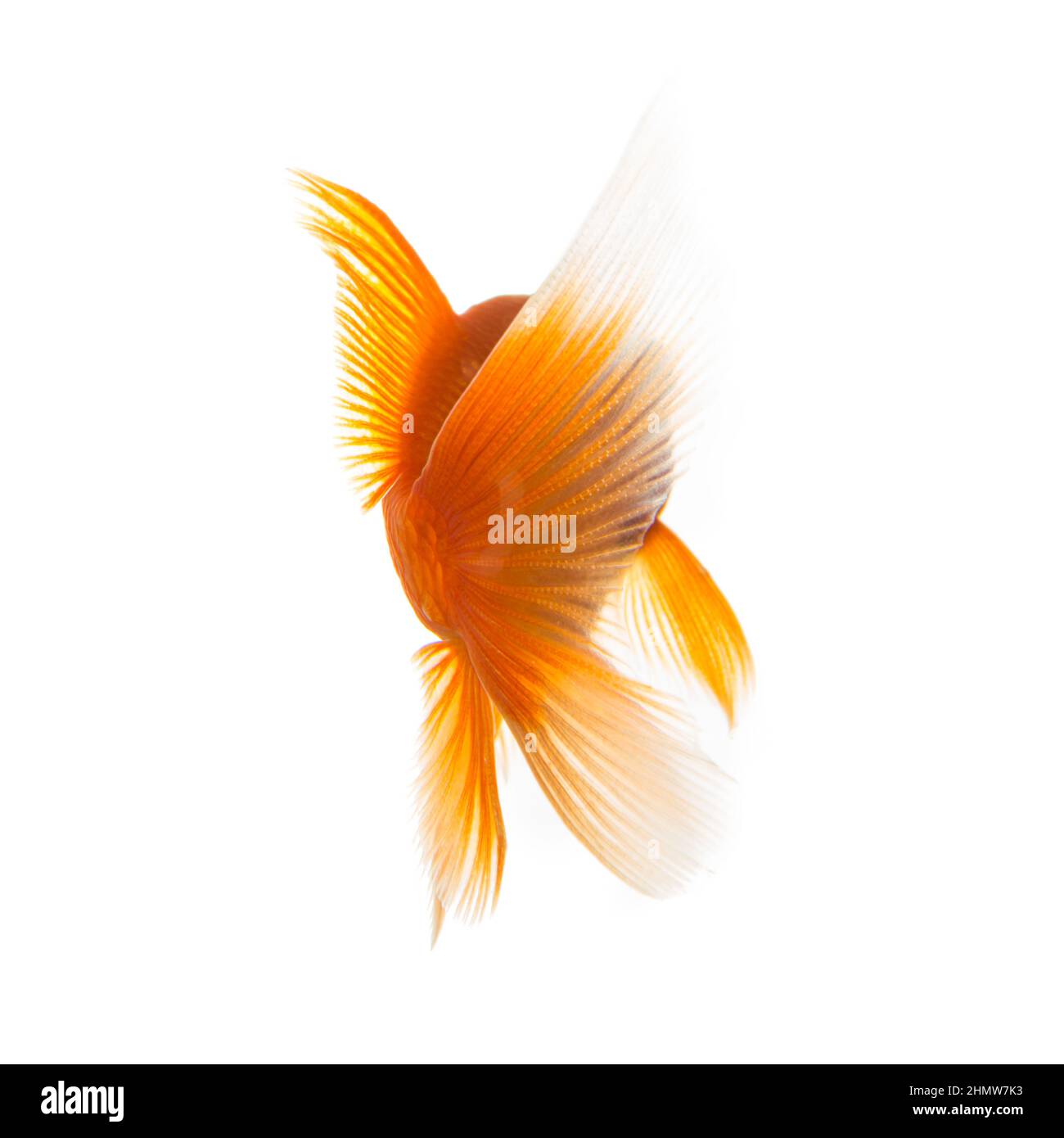gold fish from behind Stock Photo - Alamy