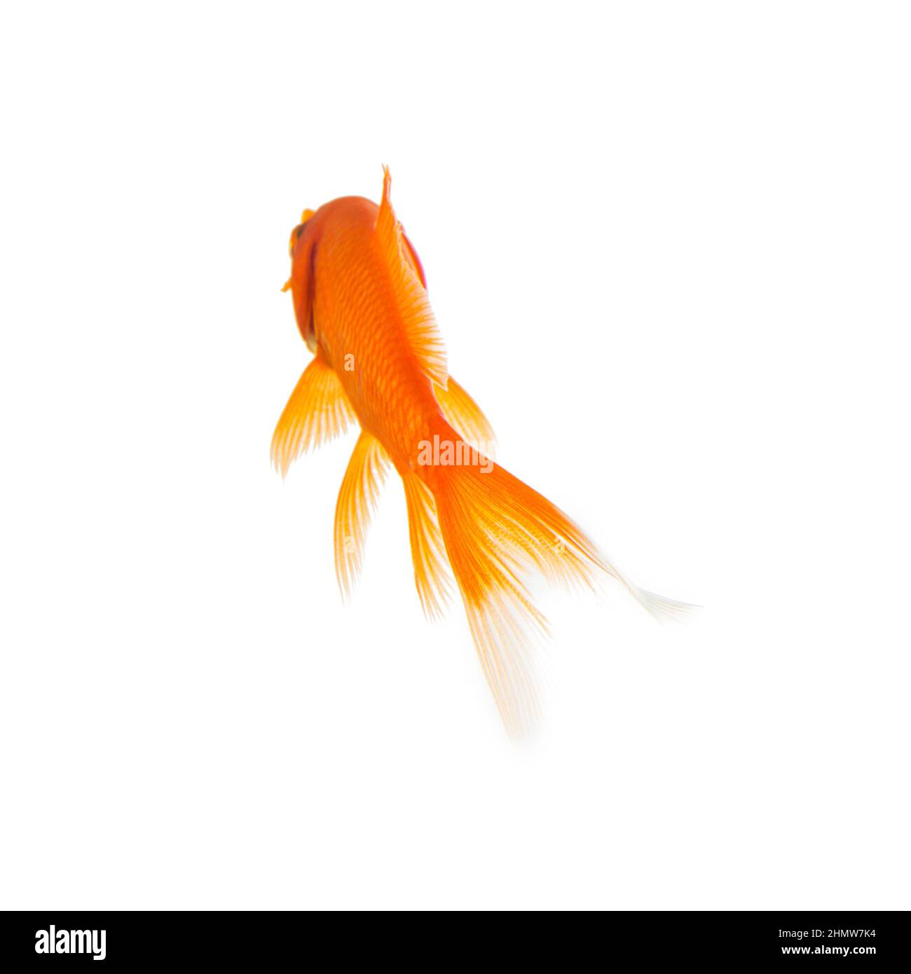 Gold fish from the rear Stock Photo - Alamy