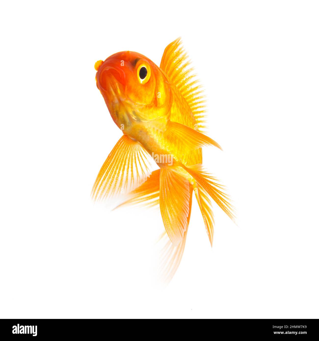 Goldfisch carassius auratus hi-res stock photography and images - Alamy