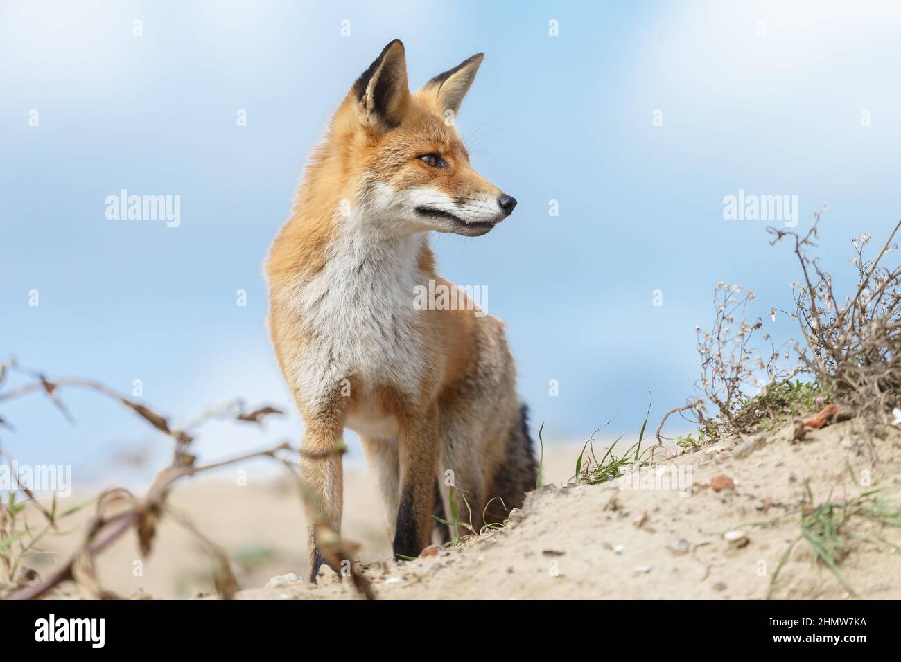 Red fox in nature in the Dutch dunes Stock Photo - Alamy