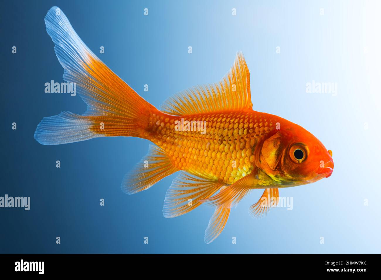 Gold fish underwater Stock Photo - Alamy