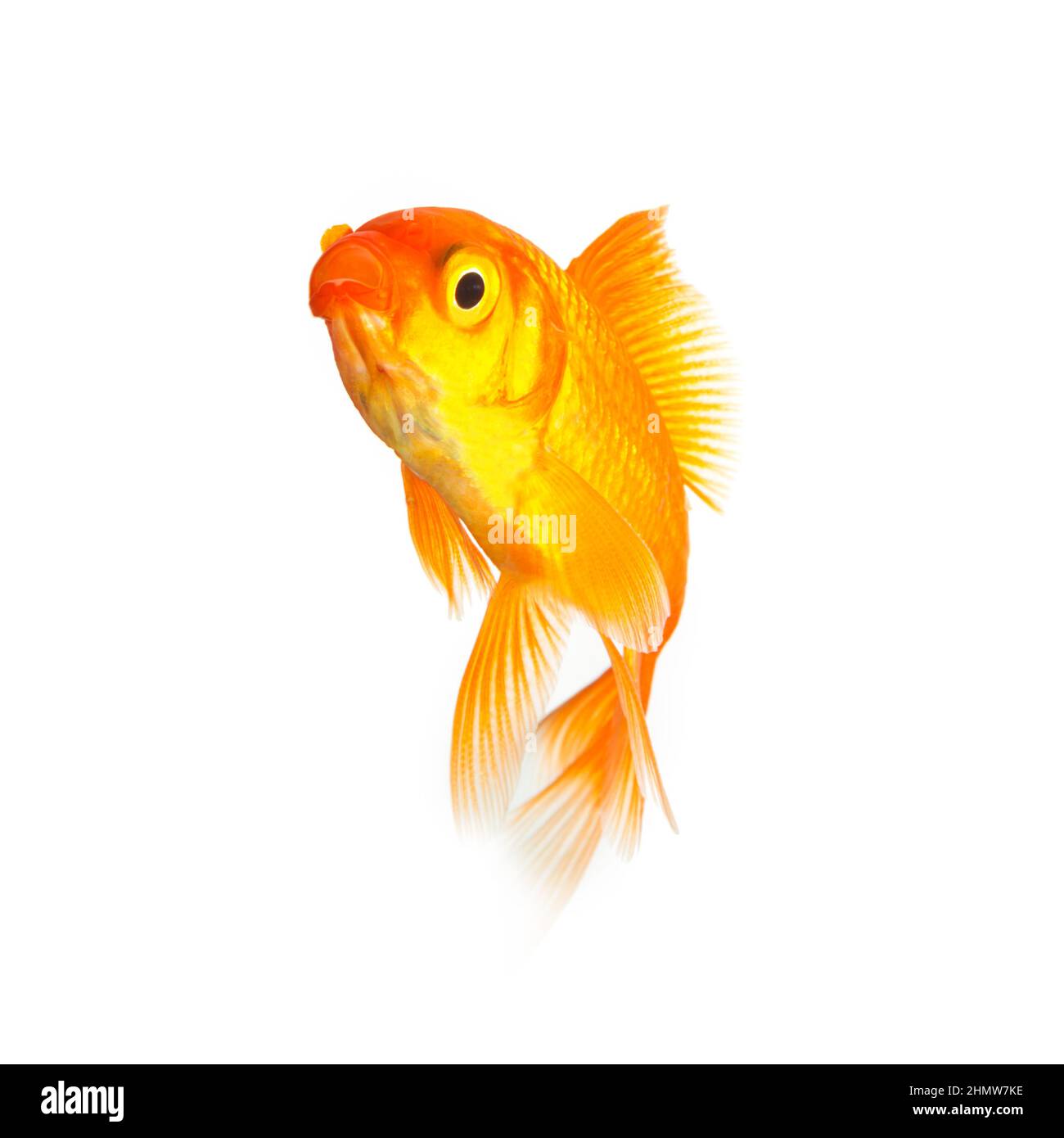 Goldfish isolated on white background Stock Photo - Alamy