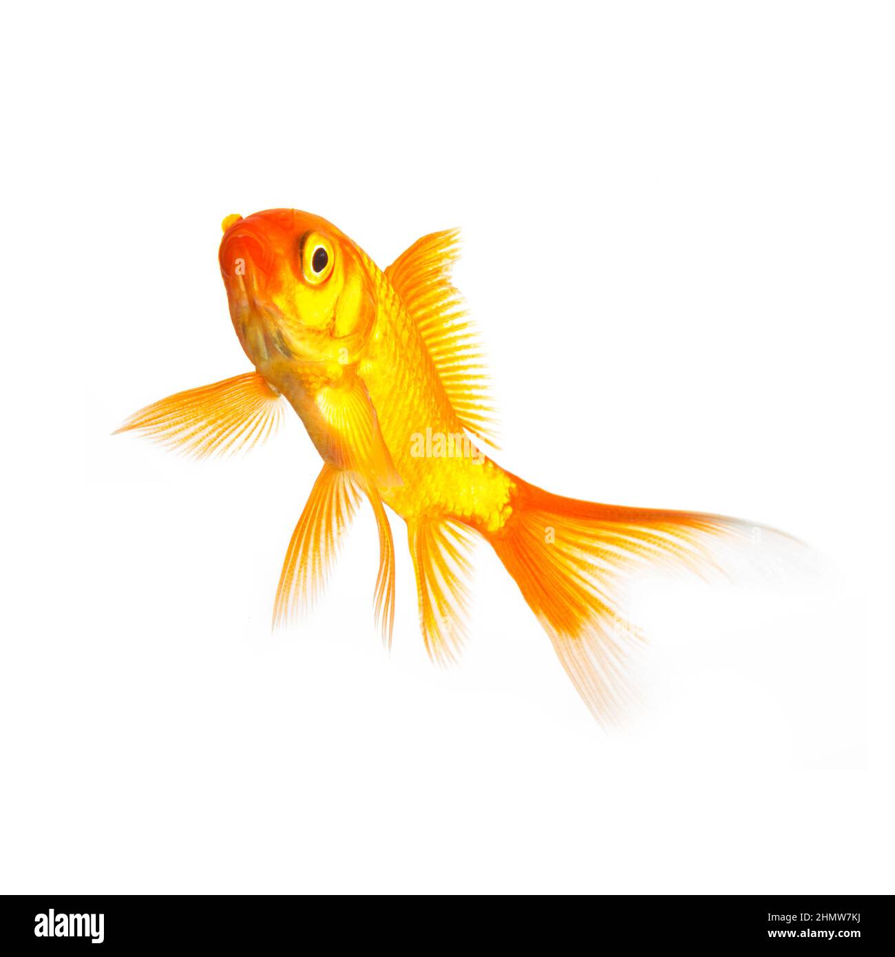 Gold fish carassius auratus auratus Cut Out Stock Images & Pictures - Alamy