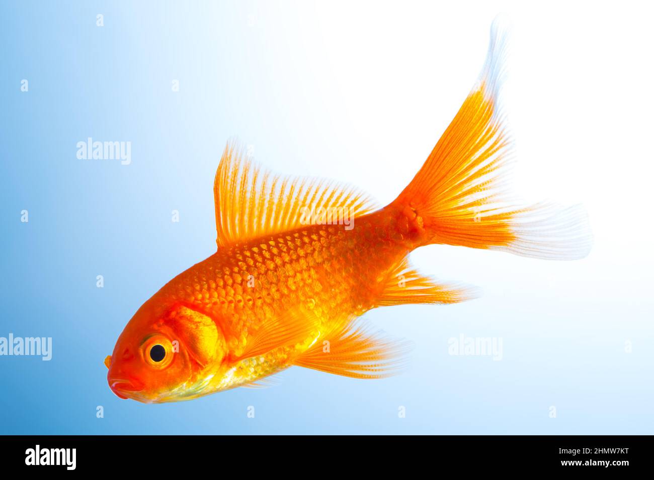 Goldfish in water Stock Photo - Alamy