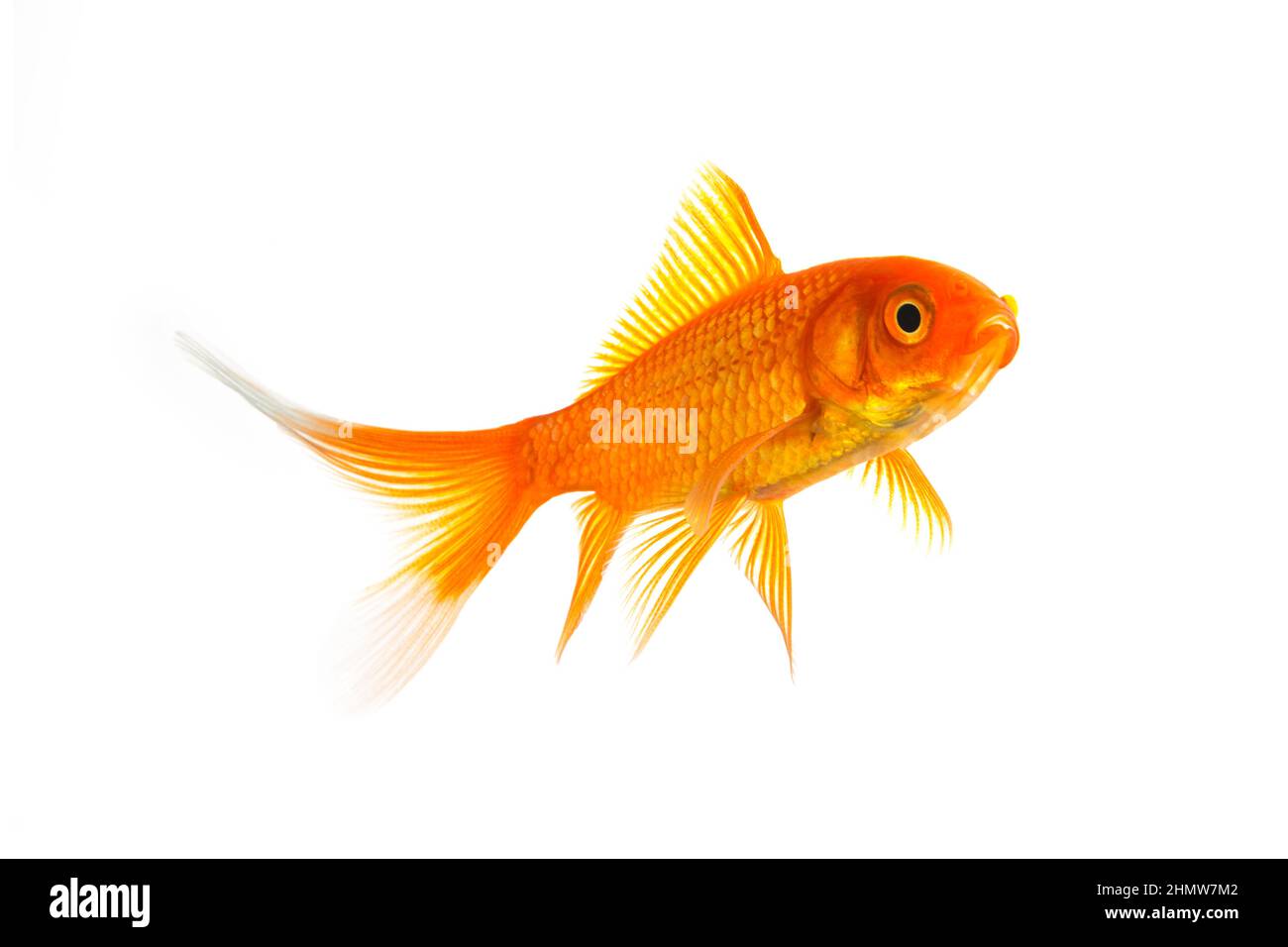 Gold fish (Carassius auratus Stock Photo - Alamy