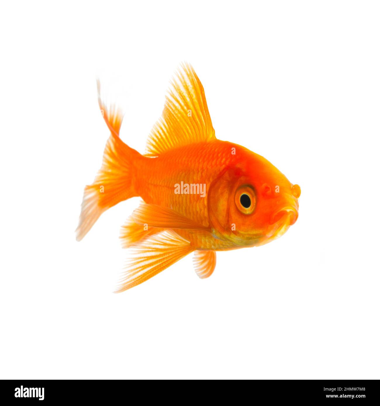 Goldfisch carassius auratus hi-res stock photography and images - Alamy