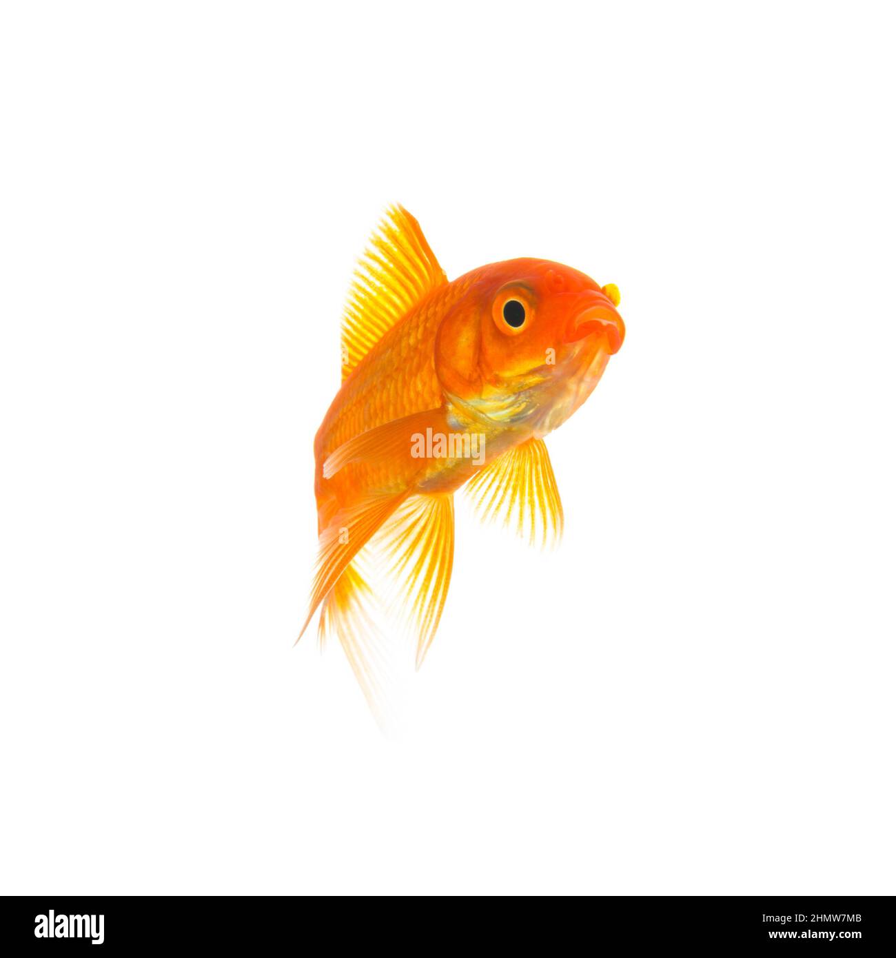 Goldfish (Carassius auratus Stock Photo - Alamy