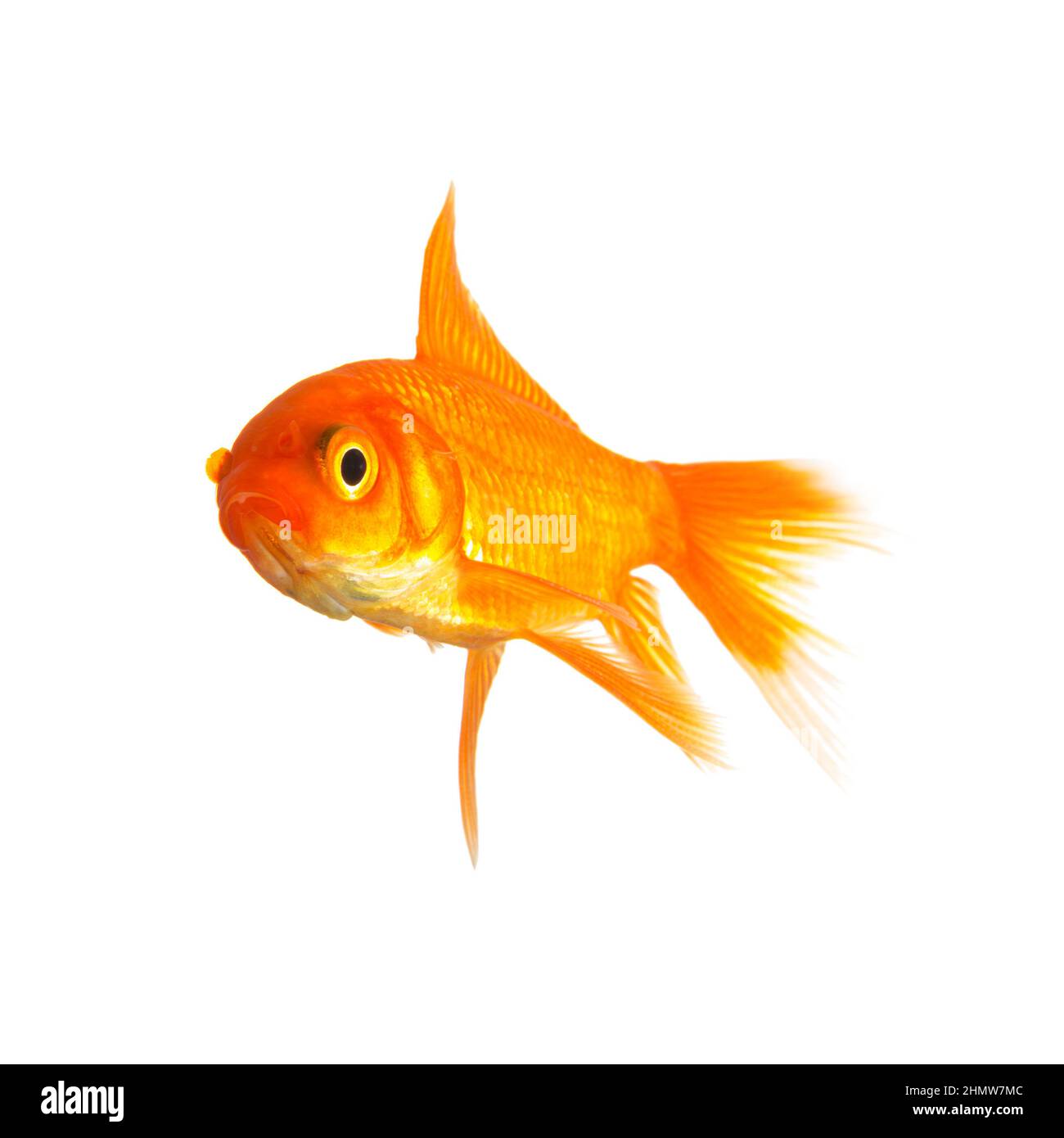 Goldfisch carassius auratus hi-res stock photography and images - Alamy