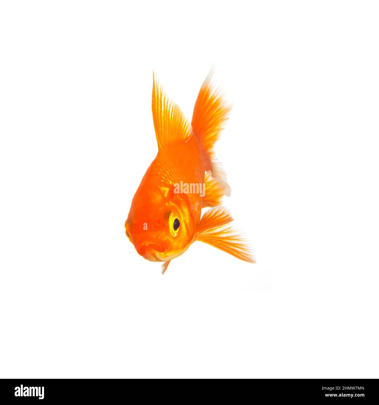 goldfish isolated on white Stock Photo - Alamy