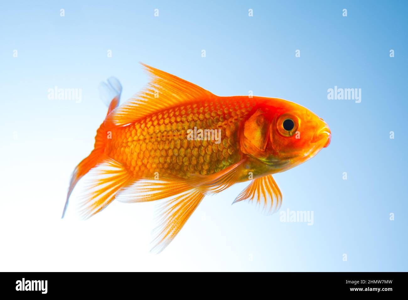 Goldfish underwater hi-res stock photography and images - Alamy