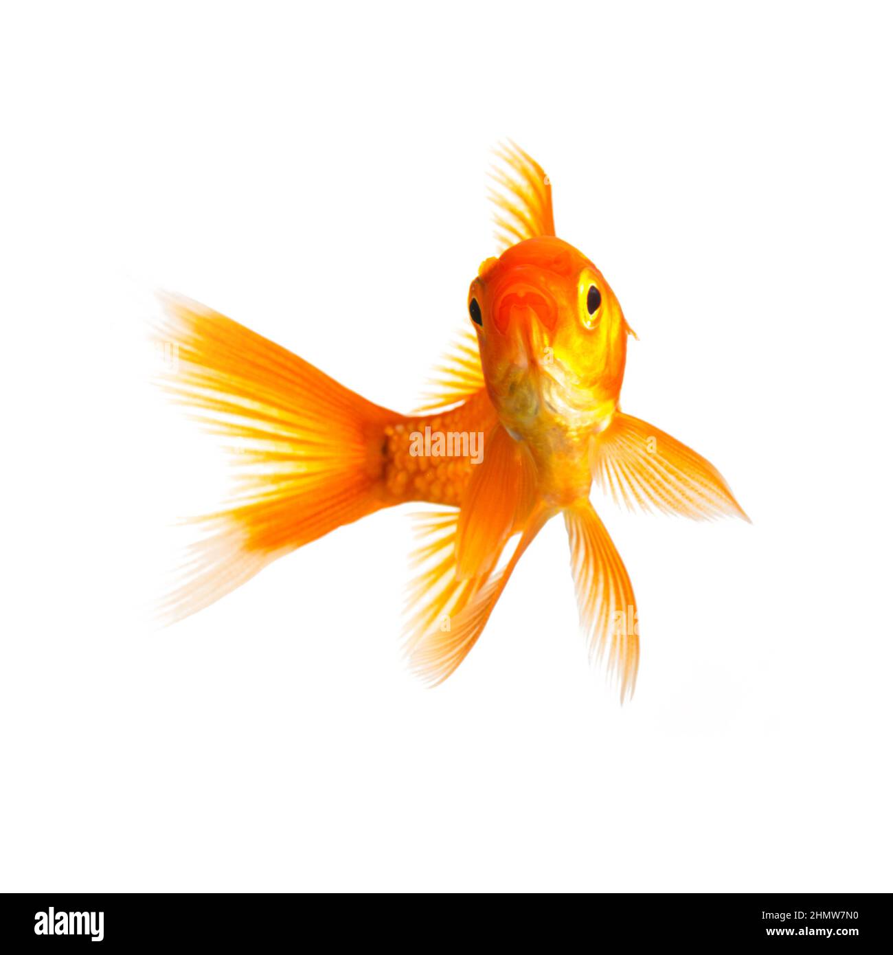 gold fish isolated on white Stock Photo - Alamy