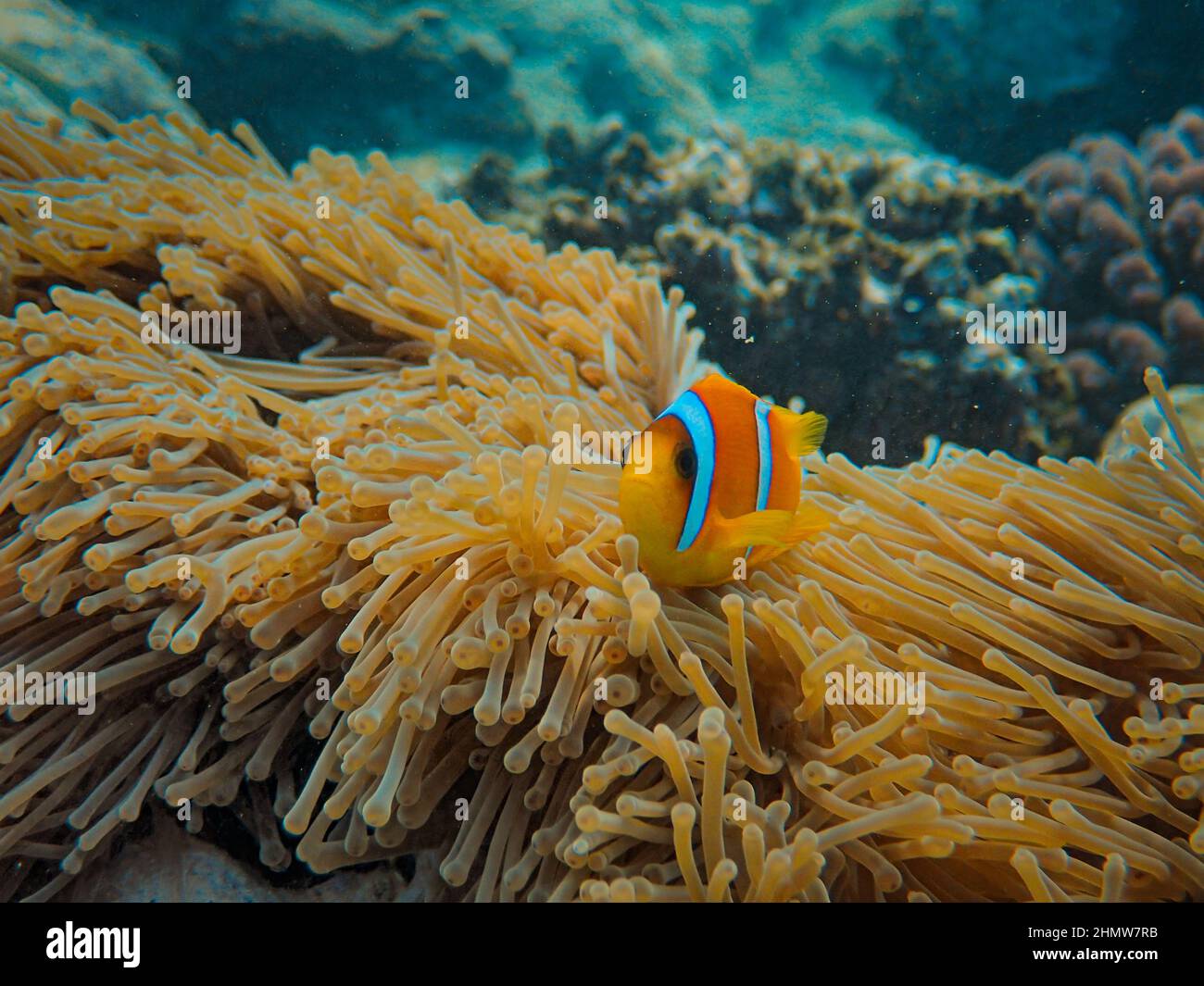 Beautiful view of the underworld of the ocean Stock Photo - Alamy