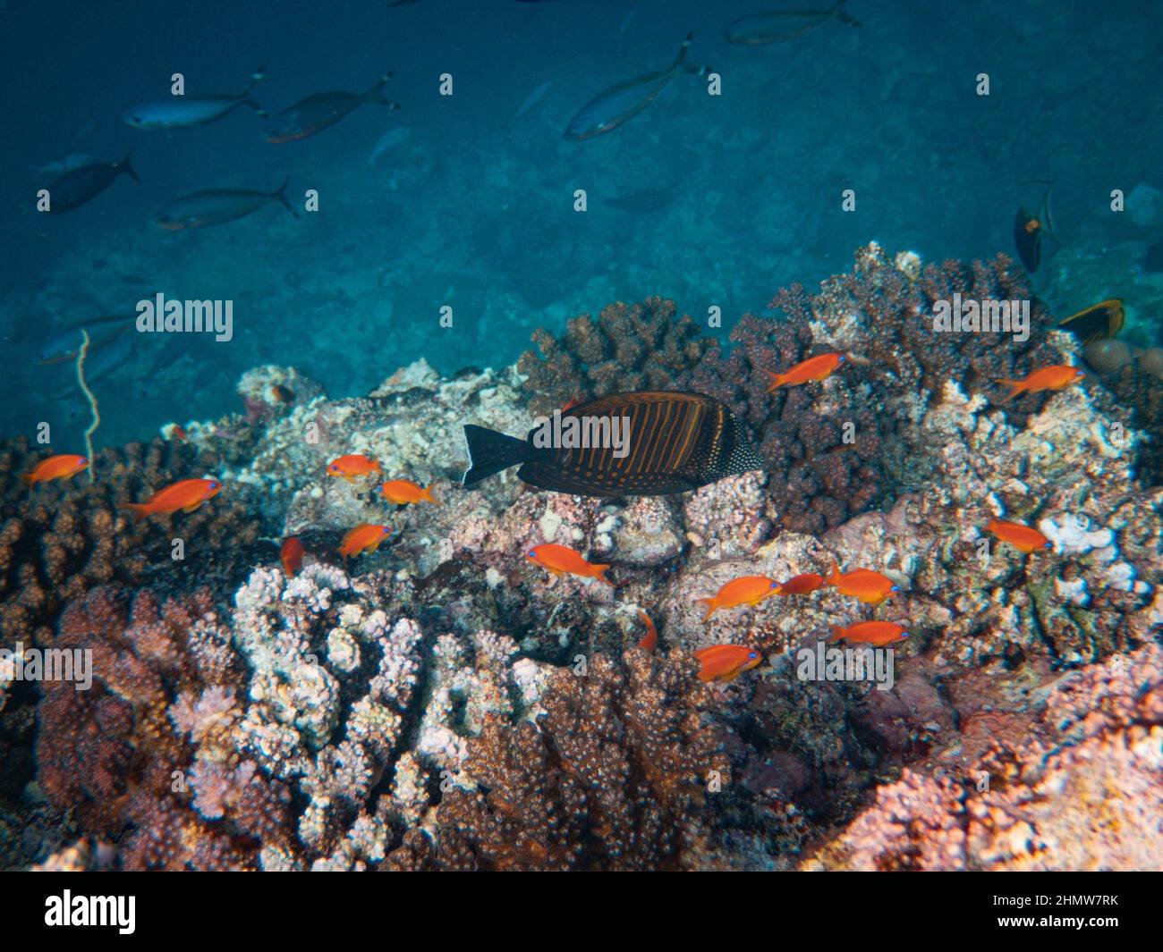 Beautiful view of the underworld of the ocean Stock Photo - Alamy