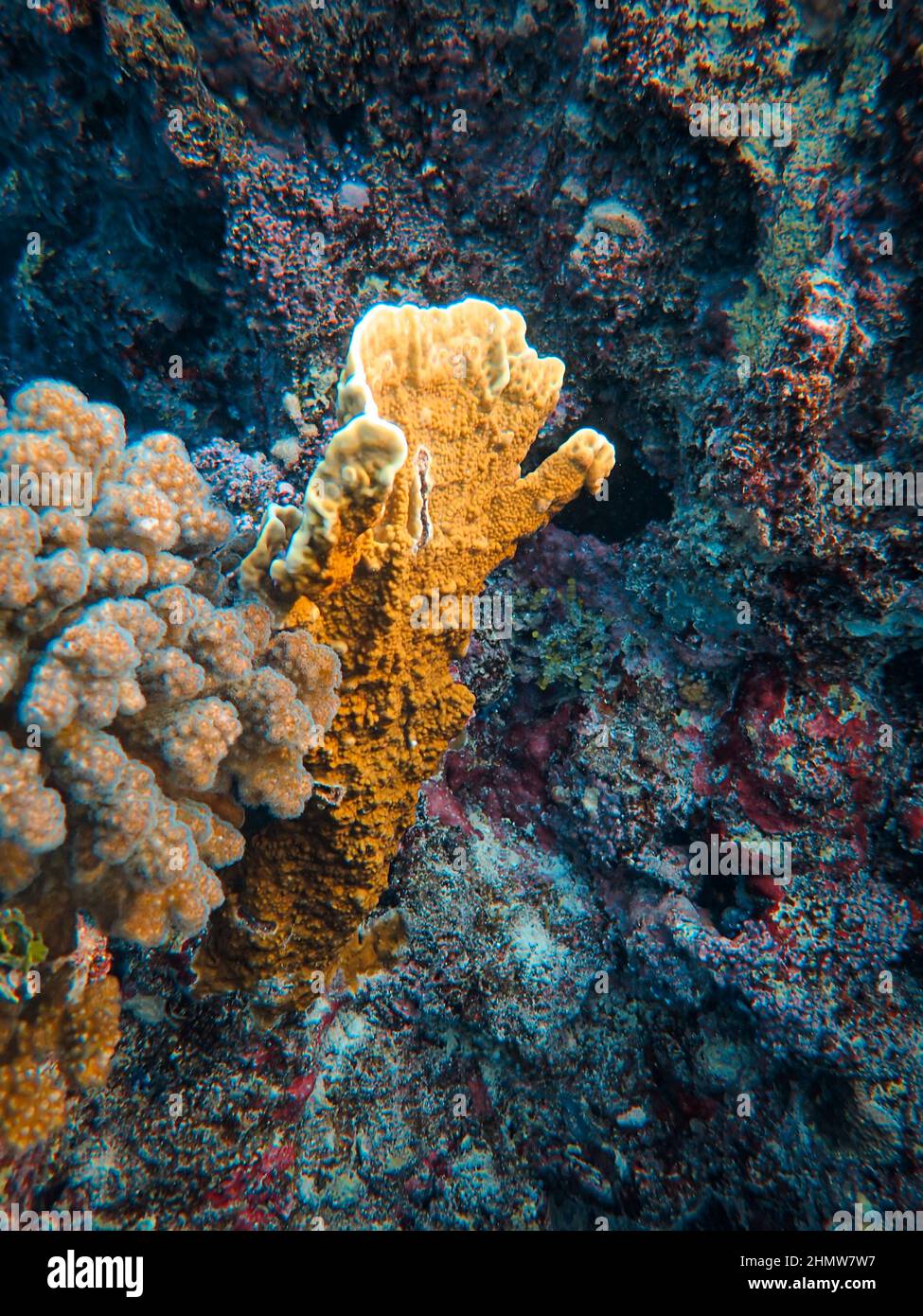 Beautiful view of the underworld of the ocean Stock Photo - Alamy