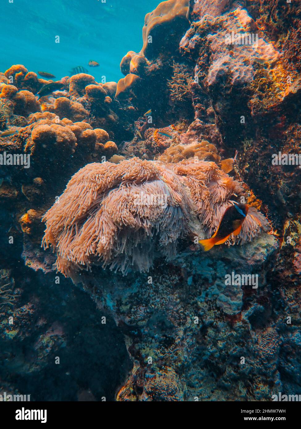 Beautiful view of the underworld of the ocean Stock Photo - Alamy