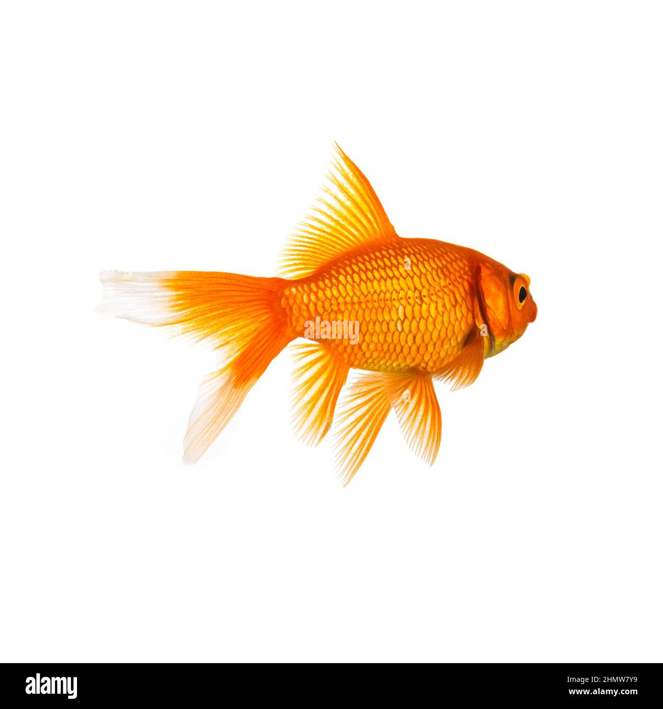 Goldfish from behind Stock Photo - Alamy