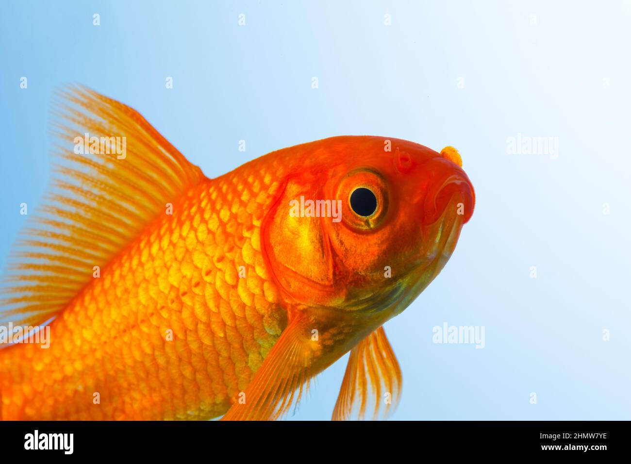 Goldfish close up hi-res stock photography and images - Alamy