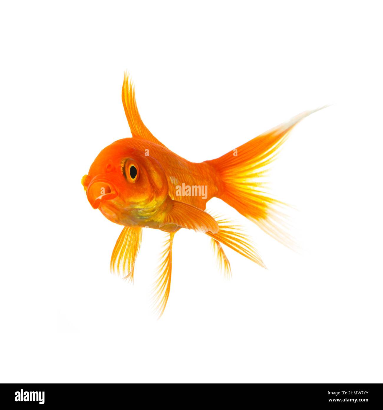 Shocked fish hi-res stock photography and images - Alamy