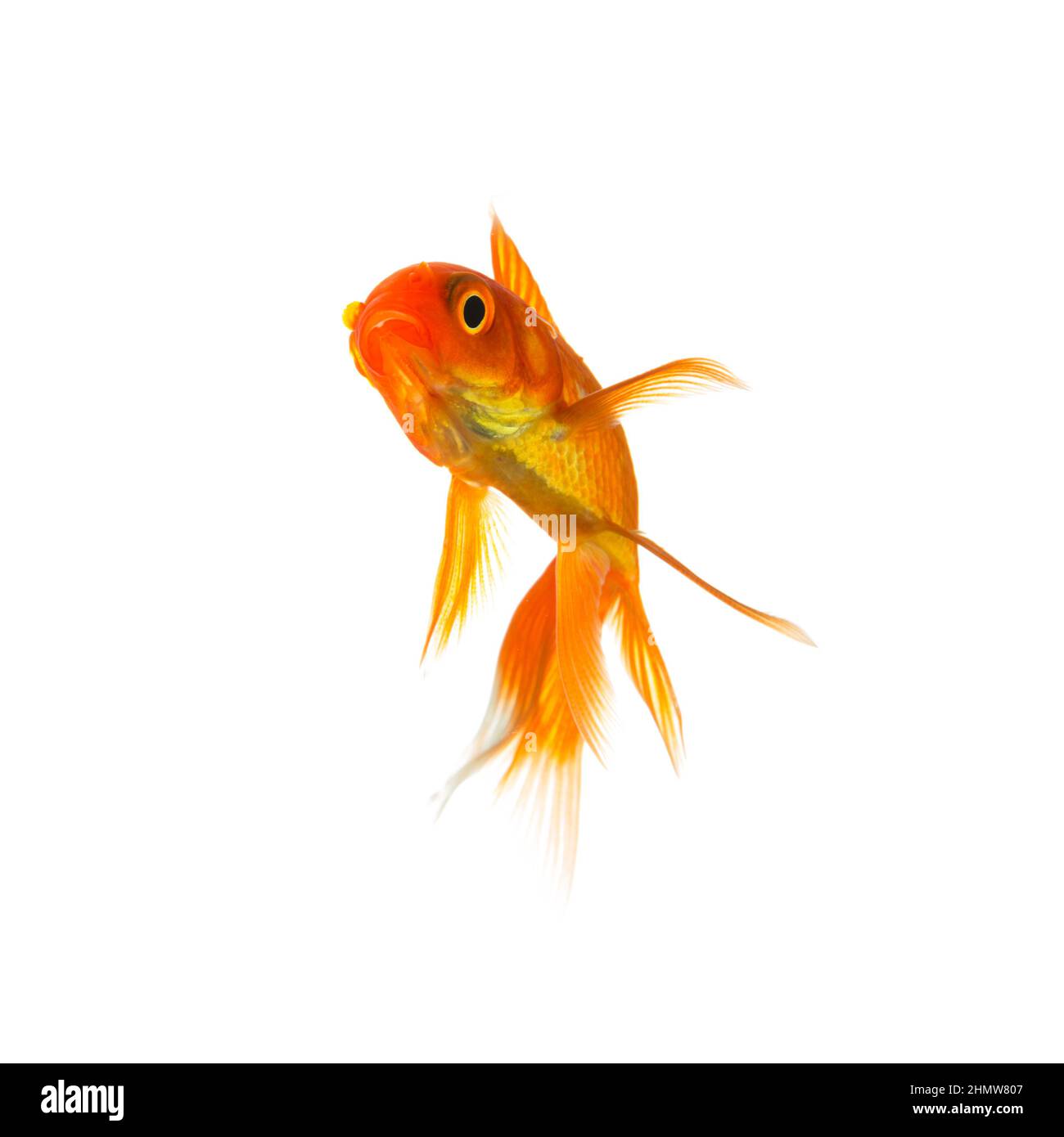 Goldfish isolated on white Stock Photo - Alamy