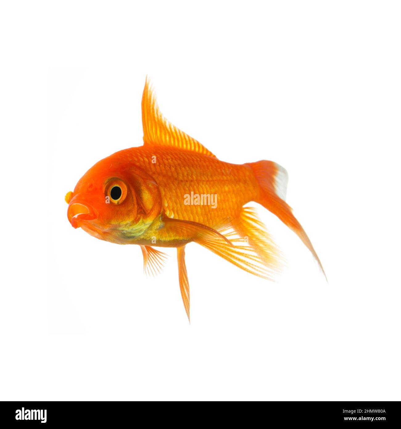Goldfish swims in water Stock Photo - Alamy