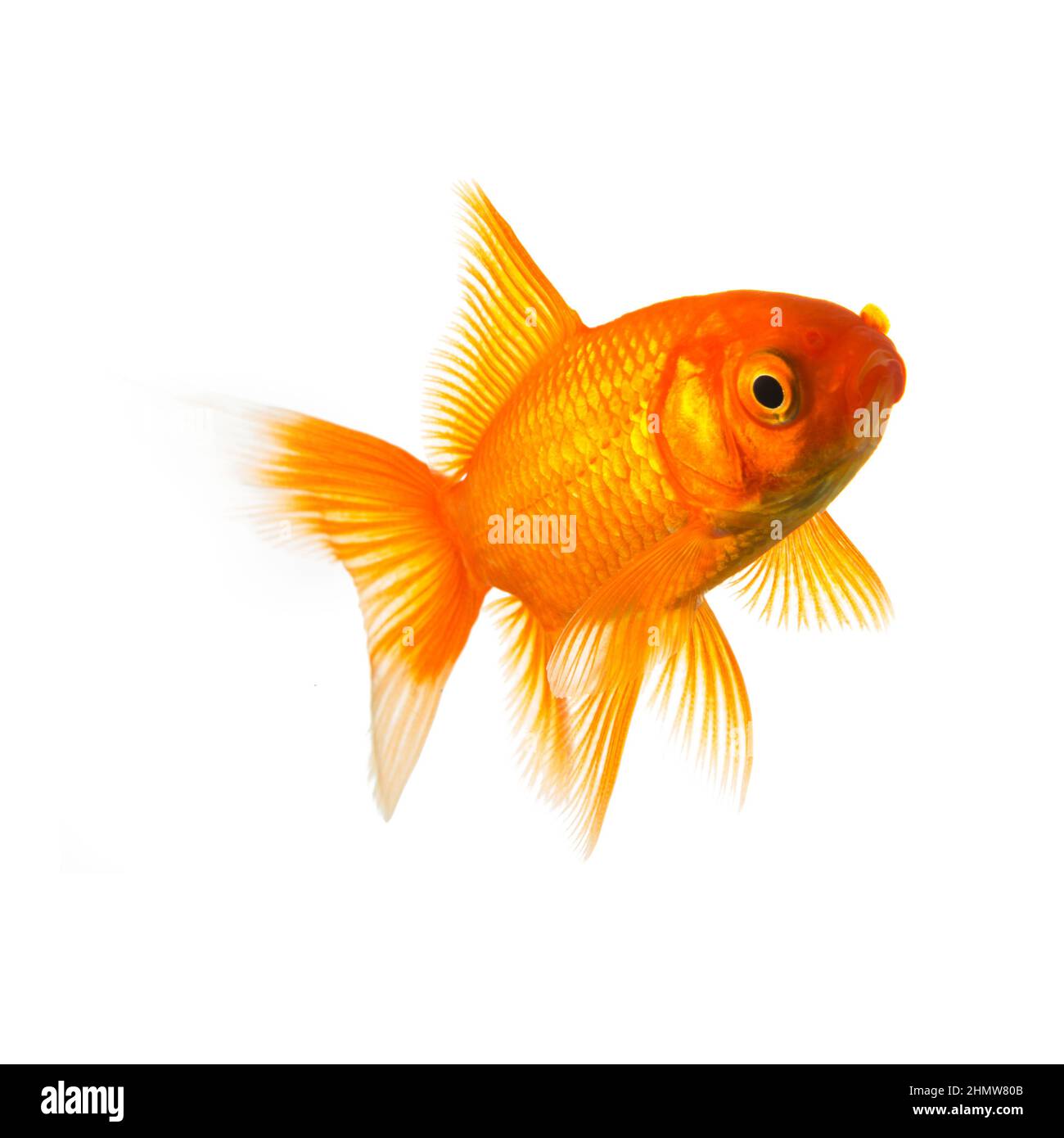 Goldfish in front of white Stock Photo - Alamy