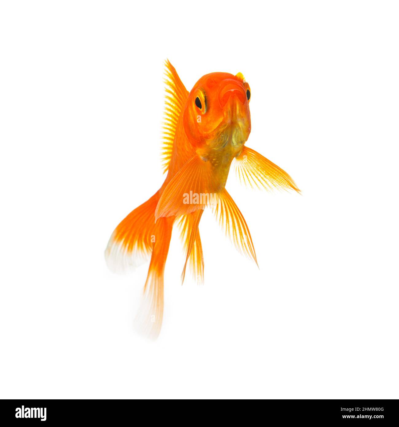 Goldfish isolated on white Stock Photo - Alamy