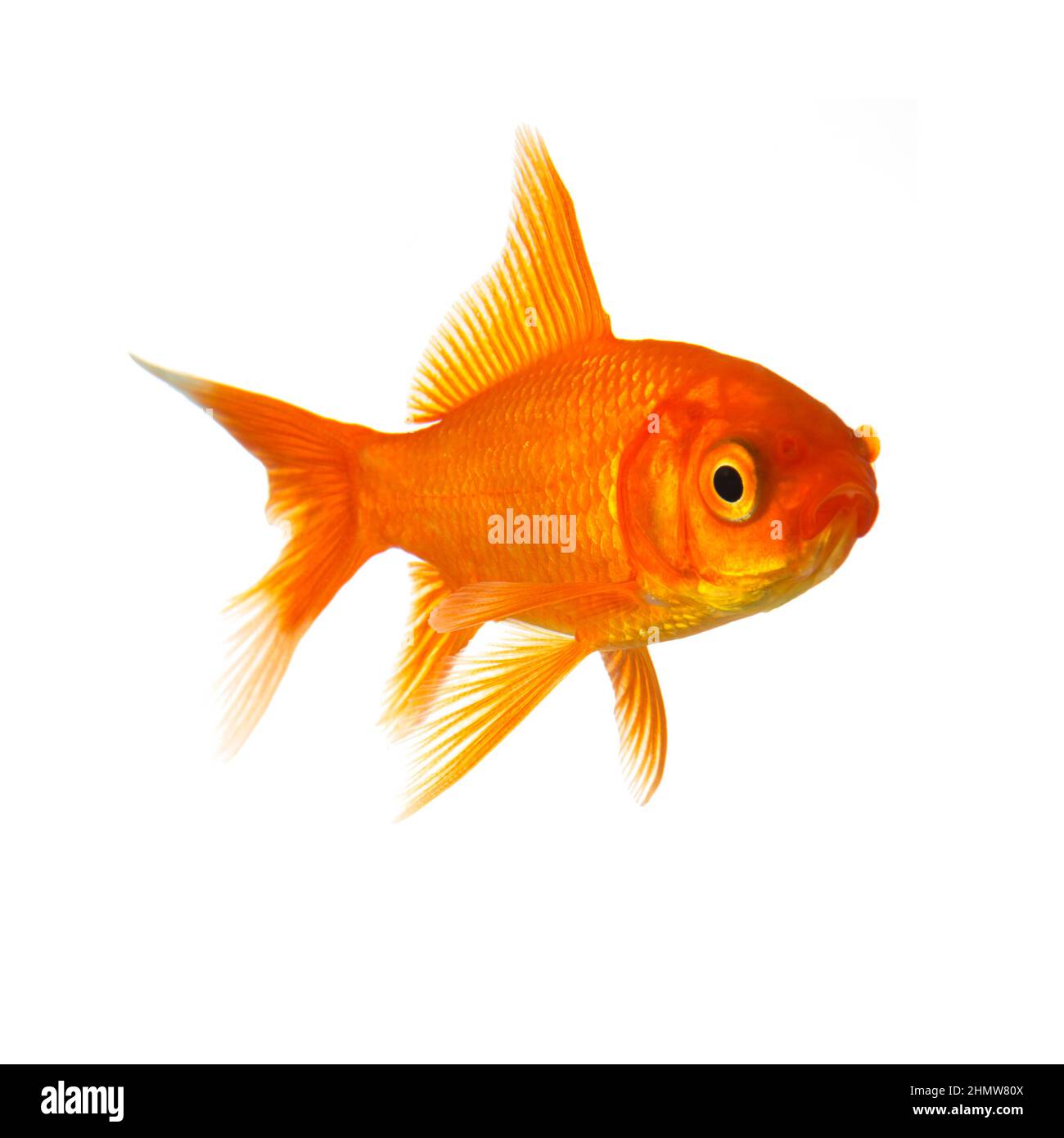 Goldfish in front of a white background Stock Photo - Alamy