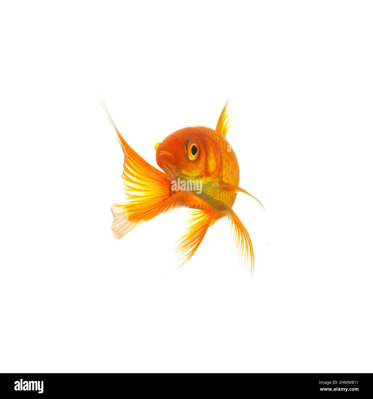 Goldfish (Carassius auratus Stock Photo - Alamy