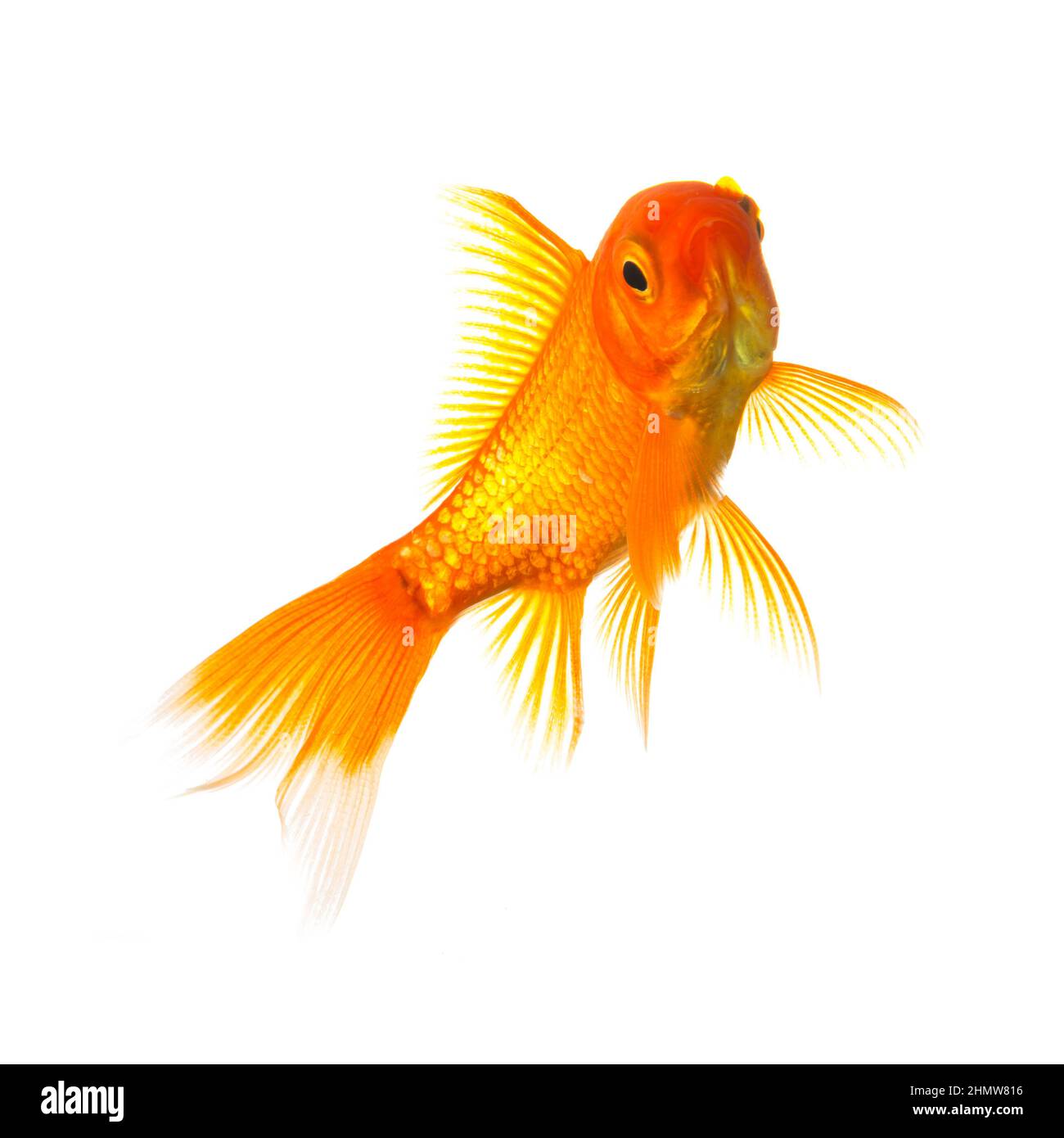 Fish gills Cut Out Stock Images & Pictures - Alamy