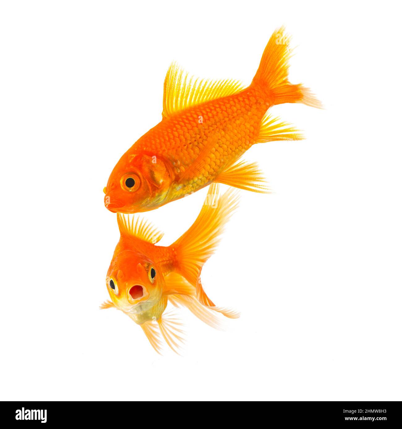 Shocked animal Cut Out Stock Images & Pictures - Alamy