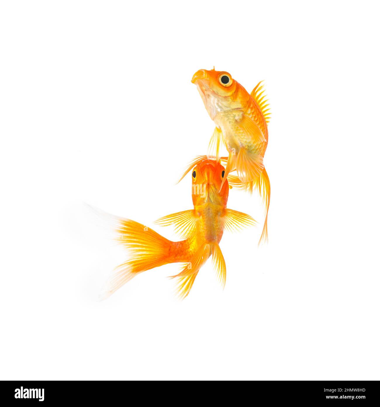 goldfish friends on white Stock Photo - Alamy