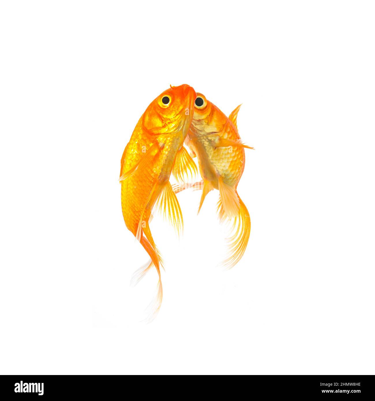 goldfishes in love with a kiss Stock Photo - Alamy