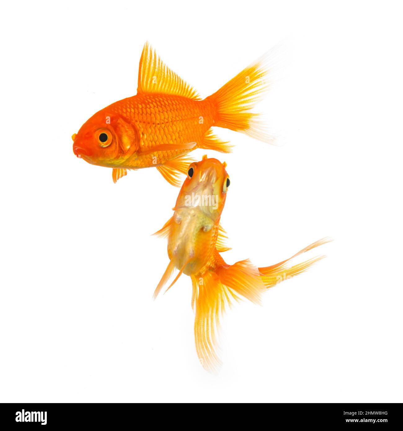 group of two goldfishes Stock Photo - Alamy