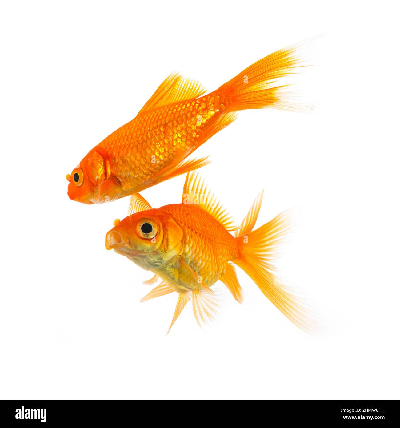 two goldfishes on white Stock Photo - Alamy