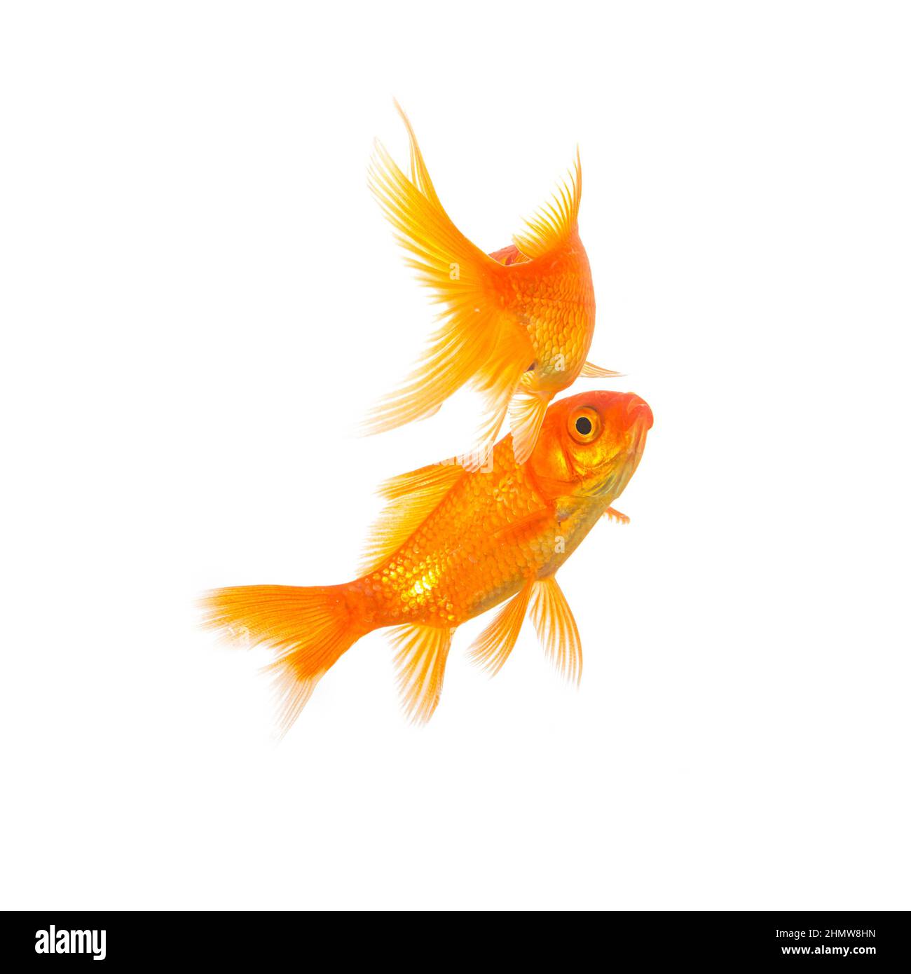 Two goldfishes hi-res stock photography and images - Alamy