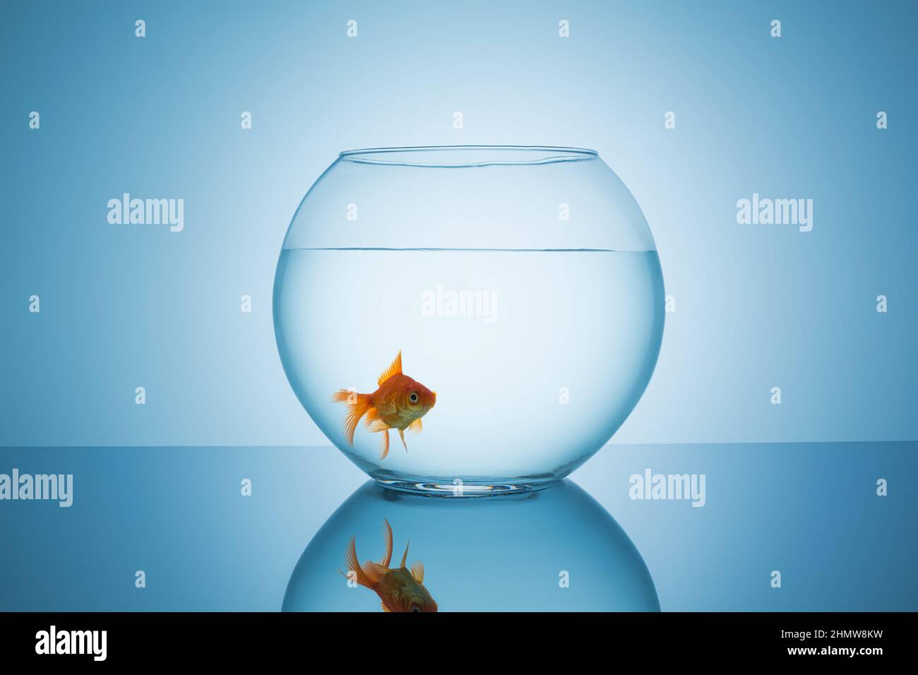 Carassius auratus in fishbowl hi-res stock photography and images - Alamy